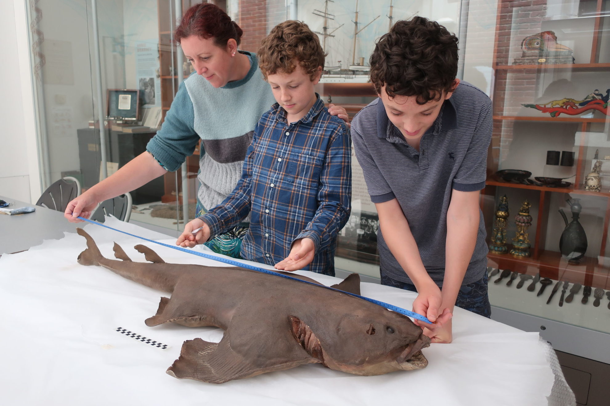 Home Education Group – Hastings Museum and Art Gallery