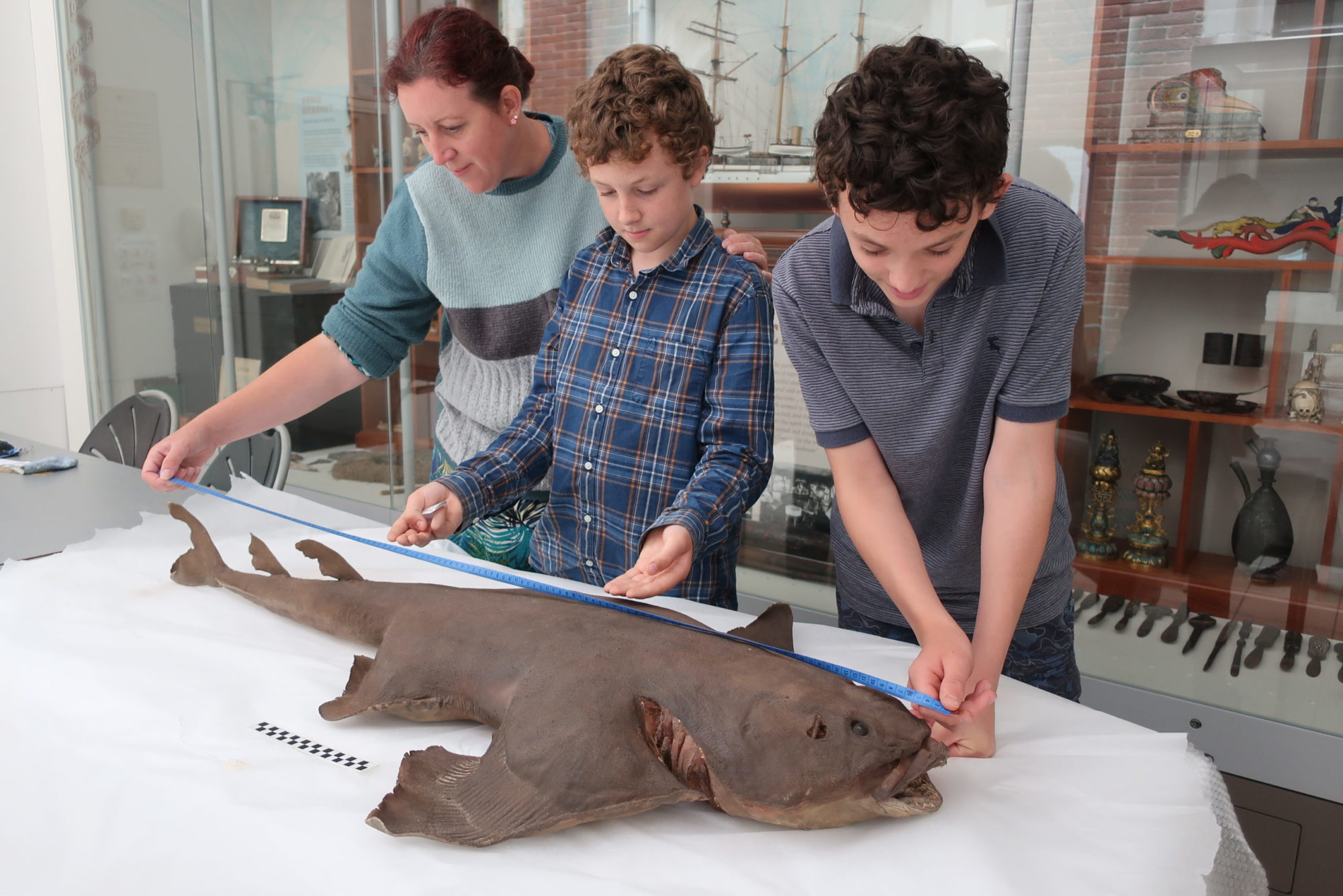 Home Education Group – Hastings Museum and Art Gallery