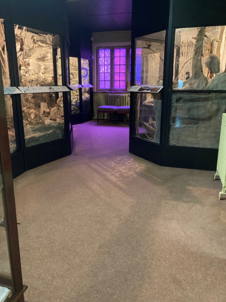 Access information – Hastings Museum and Art Gallery