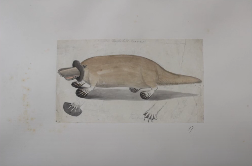 Platypus – Hastings Museum and Art Gallery