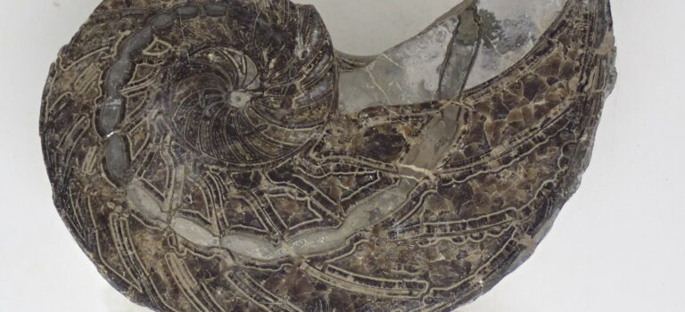 Hastings Museum and Art Gallery – Local Museum Global Collection