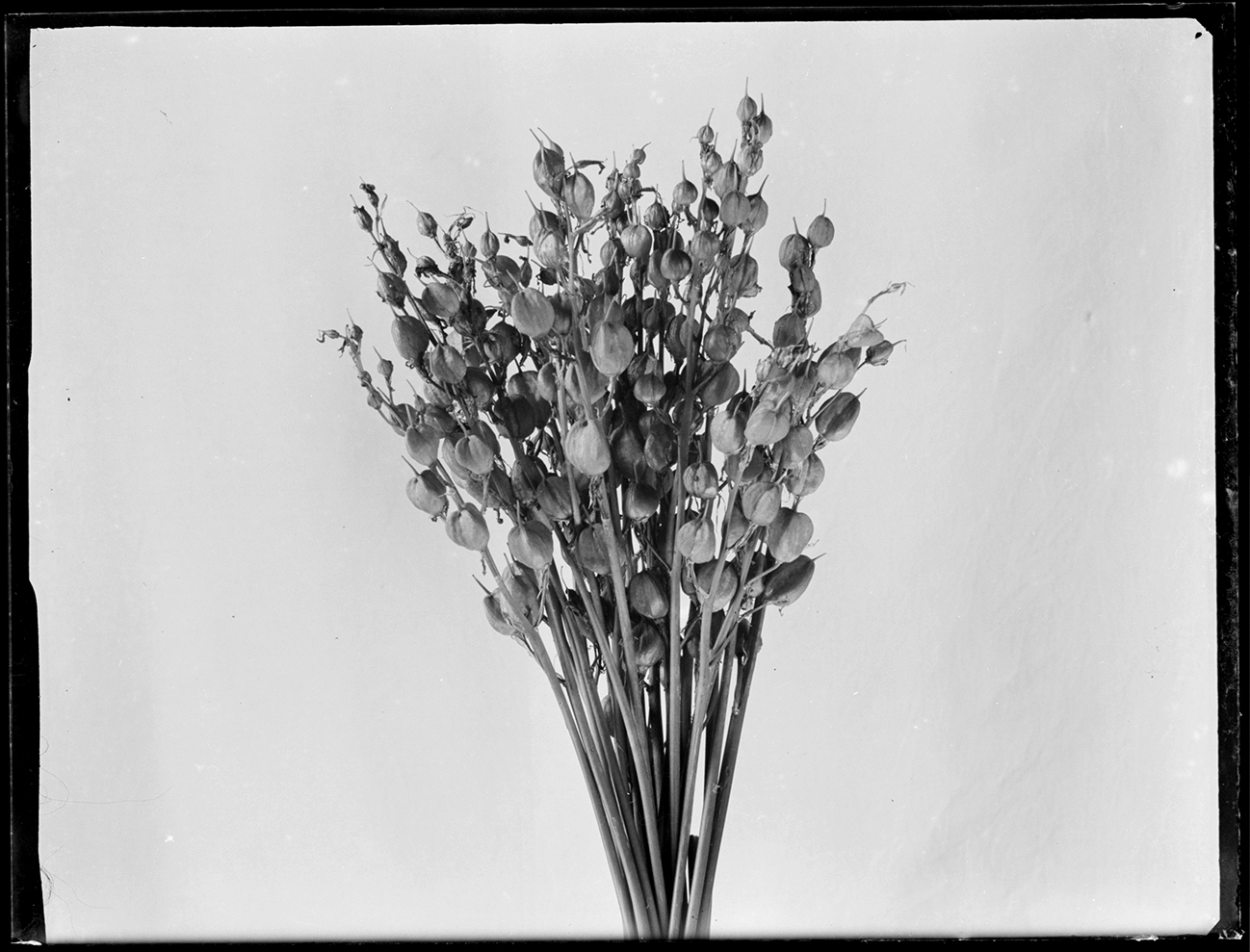 New Nature Activity! – Hastings Museum and Art Gallery