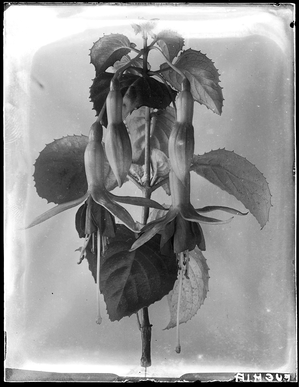 New Nature Activity! – Hastings Museum and Art Gallery