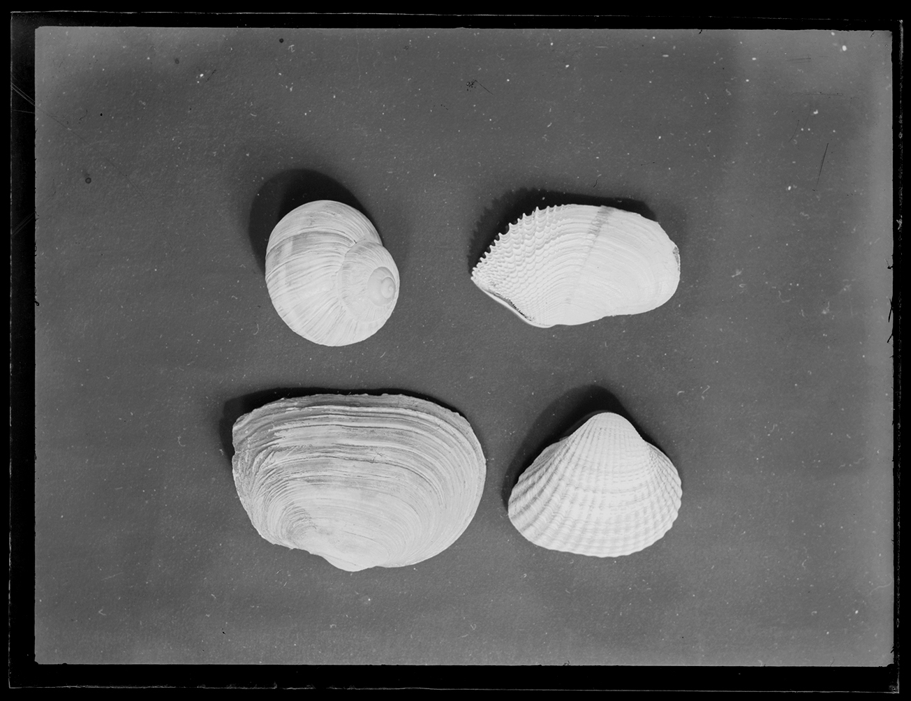 New Nature Activity! – Hastings Museum and Art Gallery