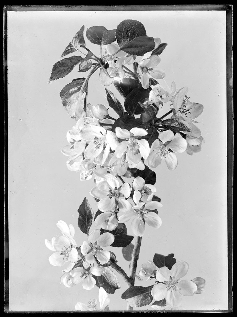 Photography – Hastings Museum and Art Gallery
