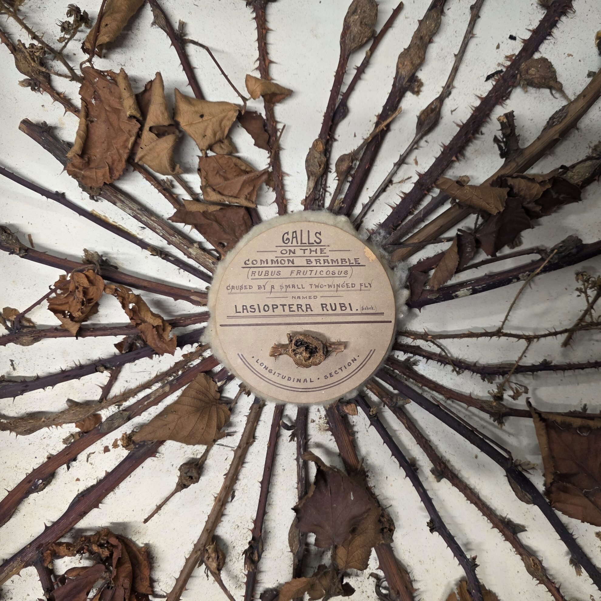 Object – Hastings Museum and Art Gallery